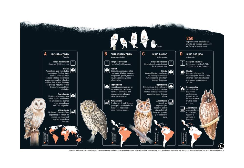 Los búhos no son “aves de mal agüero”