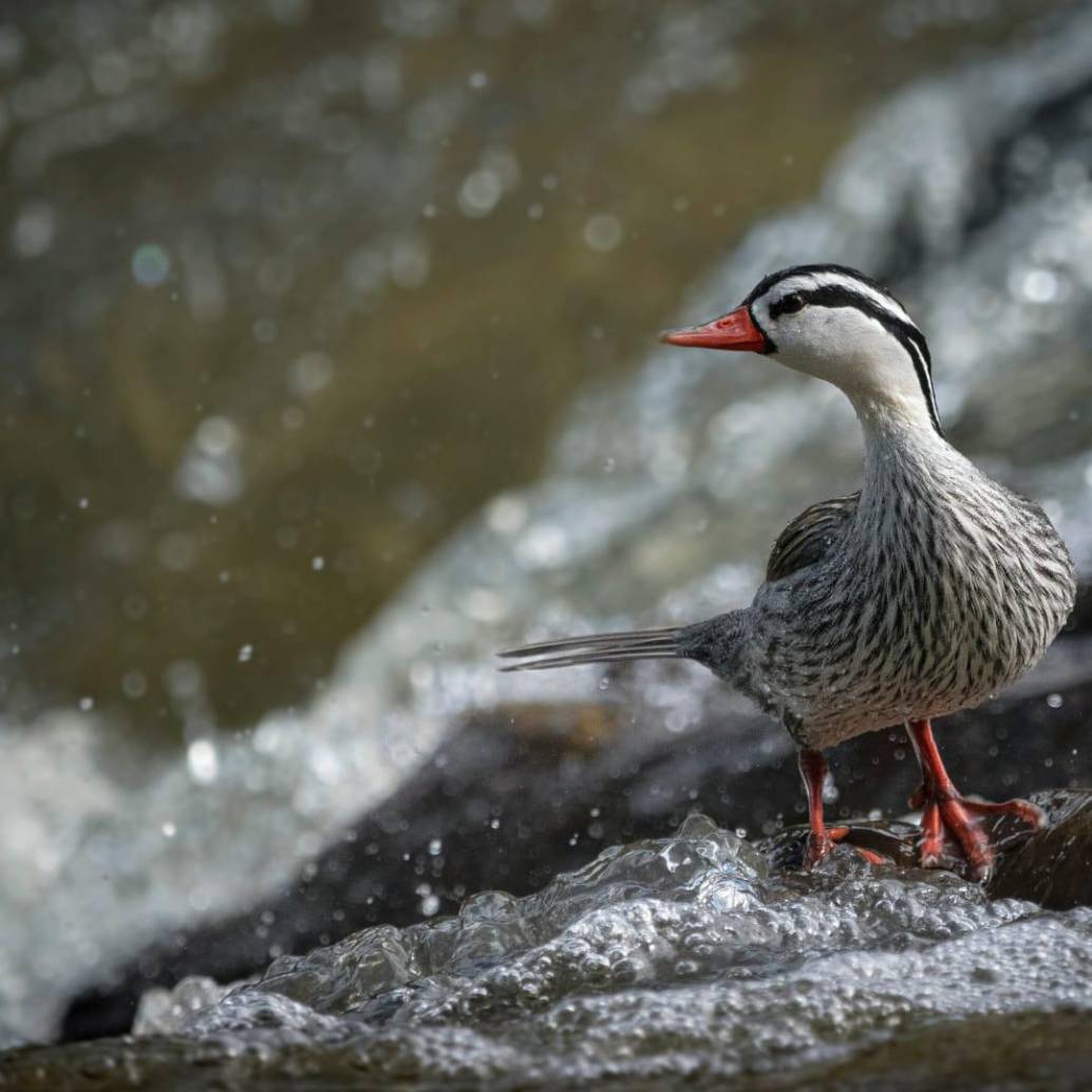 Así es Provenza, una de las calles más cool del mundo