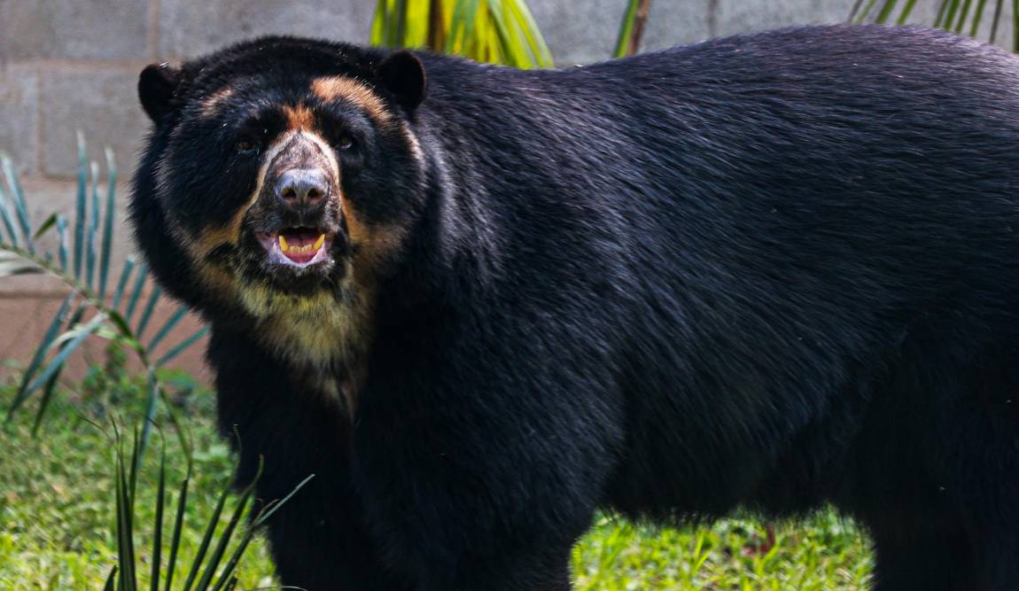 Oso de anteojos estrena hábitat en Parque de Conservación de Medellín