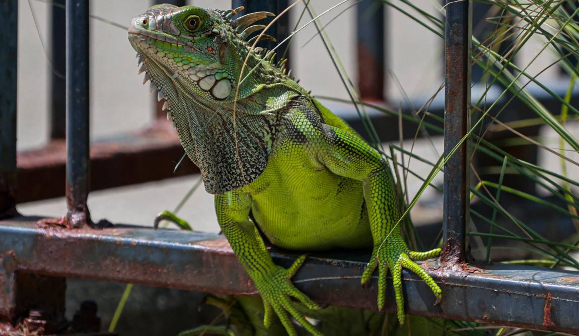 En fotos | Que espectáculo, Medellín se encuentra en temporada de iguanas