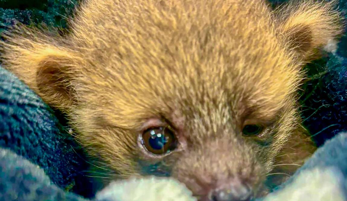 Sorprendente hallazgo en Envigado, un olinguito, especie en peligro de ...