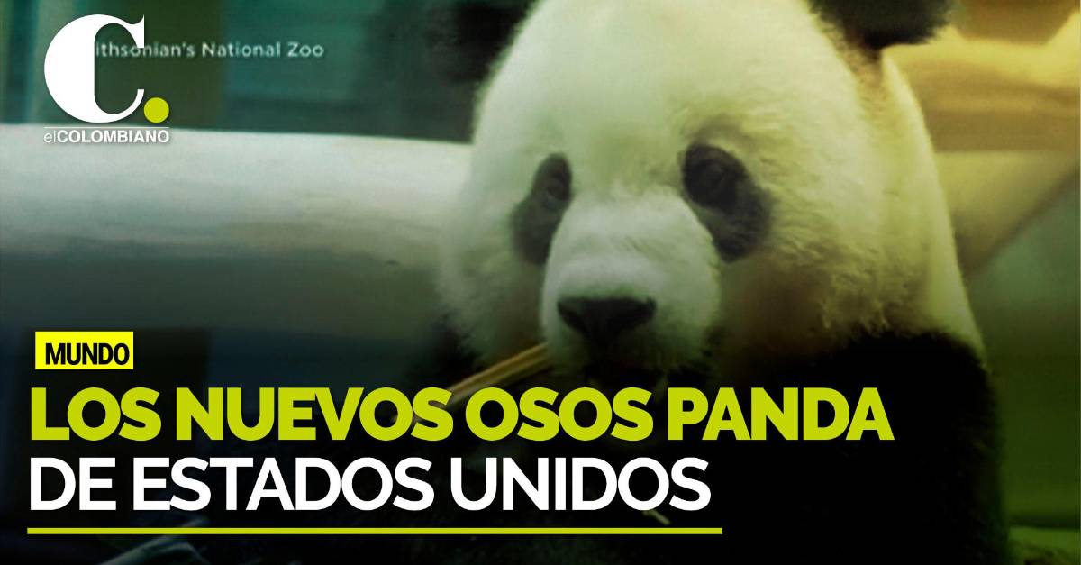 Los osos panda que llegaron a Estados Unidos