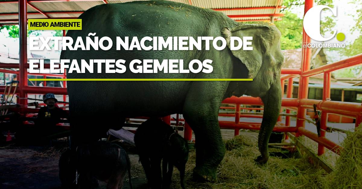 Inusual nacimiento de elefantes gemelos