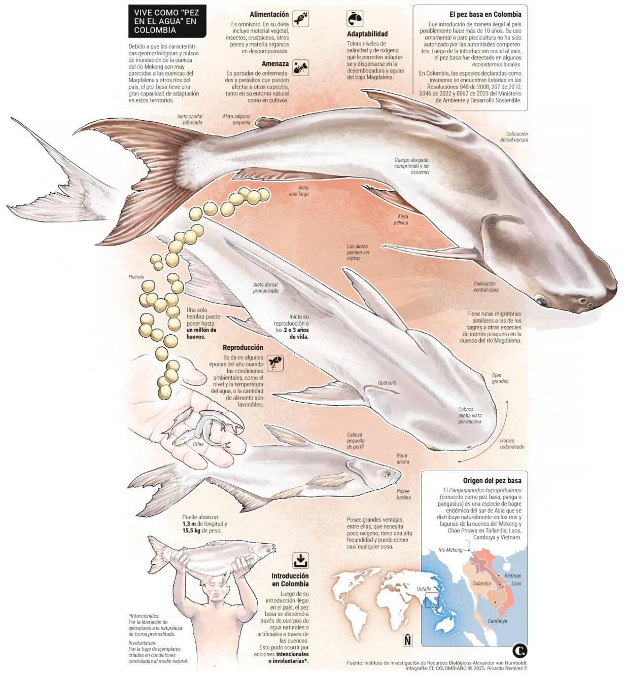 Los peligros del pez basa, el silencioso invasor de los ríos colombianos