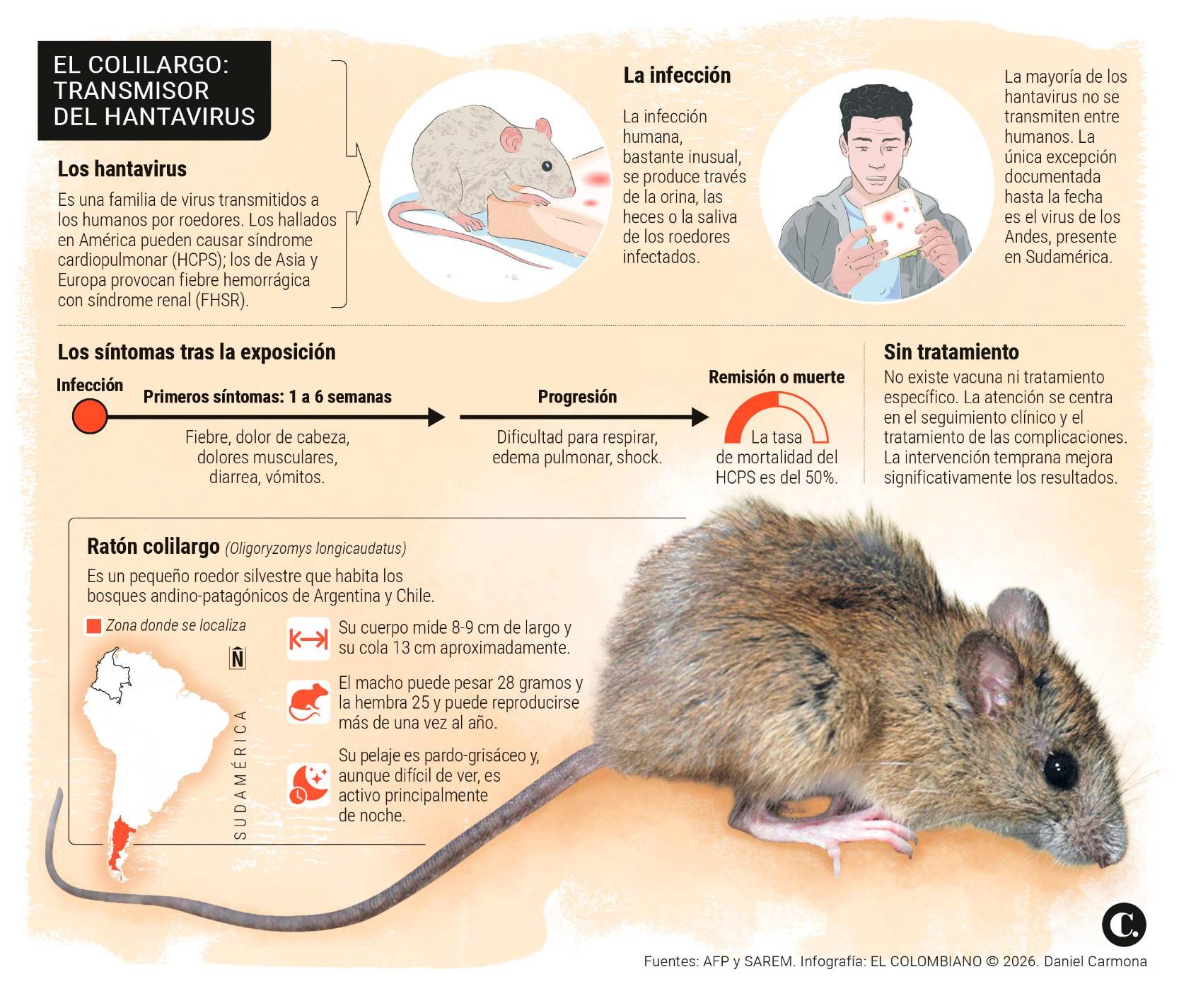Conozca al colilargo, el ratón silvestre del que viene la cepa Andes ...