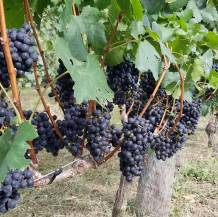 Ruta vinícola en Colombia: conozca la diversidad de vinos del país