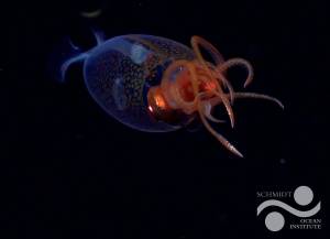 El calamar colosal, el invertebrado más pesado conocido, fue captado ...