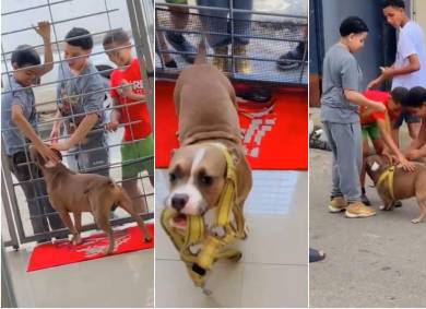 Él es Popy, un perrito viral en redes sociales que es aclamado por sus ...