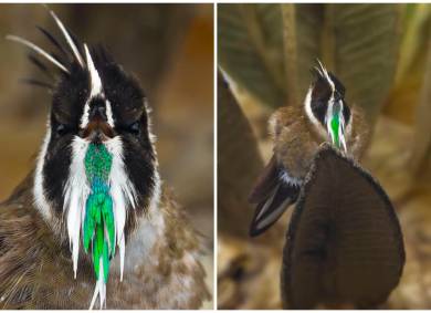 El ave que solo existe en Colombia y fue captada bajo la lluvia: así es ...