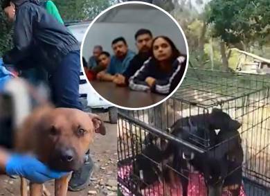 A la cárcel 13 personas por red que organizaba peleas de perros en ...