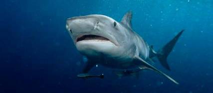 Pasajera de crucero murió tras ser atacada por un tiburón en Bahamas