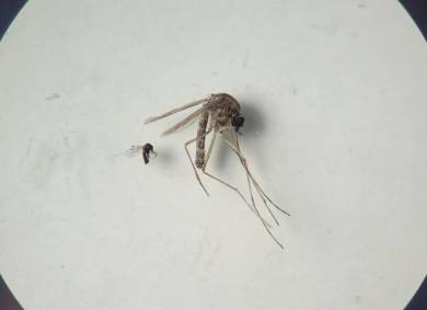 ¿Qué es el Oropouche? El virus que comenzó a circular en Colombia y ...