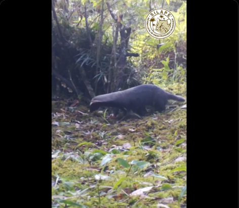 Así es el Grisón, la especie de mamífero registrada por primera vez en ...