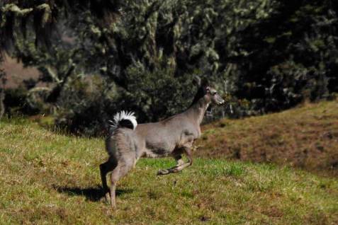 ¡Qué belleza! Avistaron a un venado cola blanca en Santander