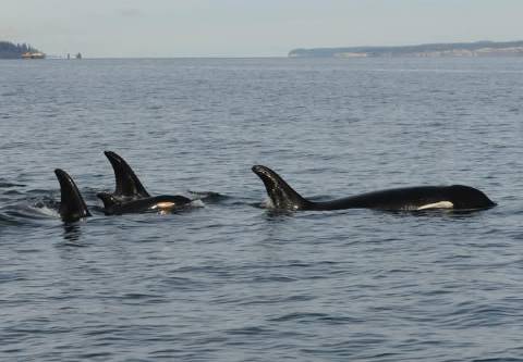 Conmovedor: una orca fue observada cargando a su cría muerta en el Pacífico