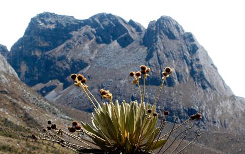 ¿Qué son los frailejones y por qué están de moda?