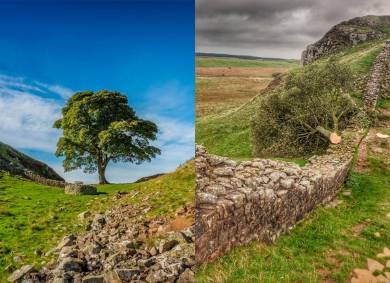 El árbol de Robin Hood, el más famoso de Reino Unido, fue talado en un ...