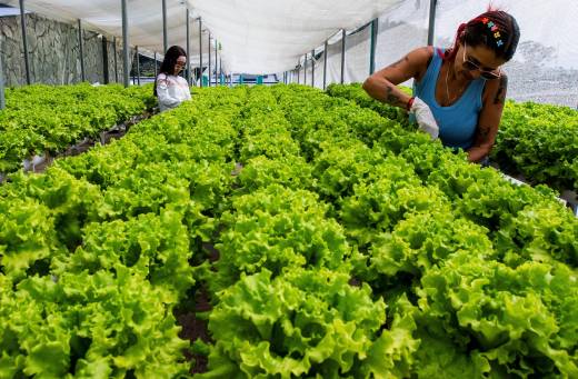 En 37 terrazas de la comuna 13 de Medellín cultivan lechuga, albahaca y ...