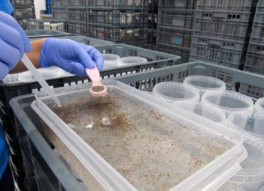 Liberar millones de mosquitos en los barrios permitió a Medellín y al ...
