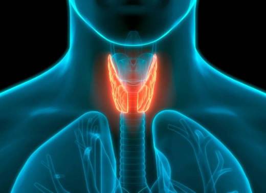 Préstele atención a la tiroides y cuídela, especialmente si es mujer