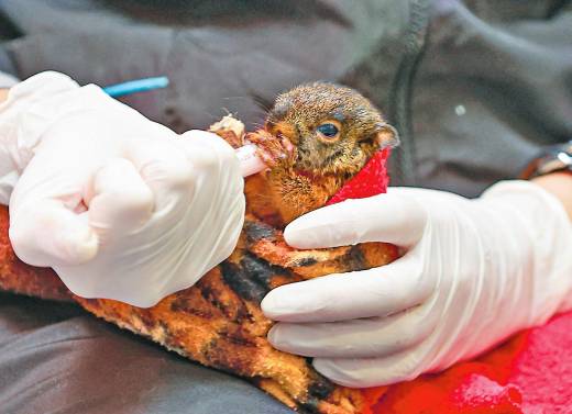 Contrato que puso en líos al centro de fauna del Valle de Aburrá está ...