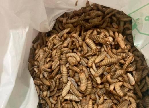 Investigadores de la UdeA convierten larvas de mosca en proteína para ...
