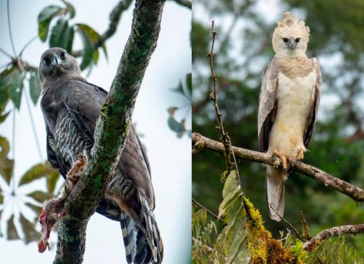 Águila arpía, el gigante de los cielos colombianos