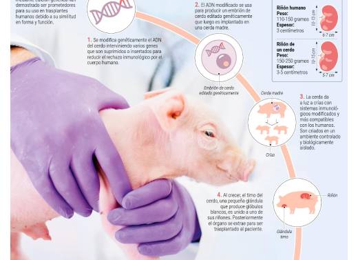 ¿El futuro de los trasplantes de órganos está en los animales?