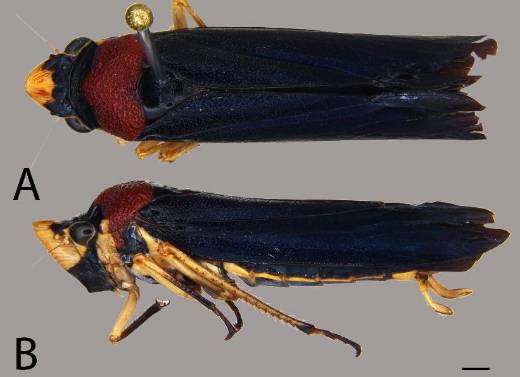 Descubren en Colombia un insecto nunca antes visto y otro que desafía ...