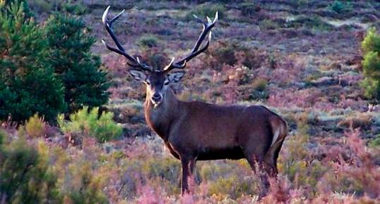 A lo Bambi: En España lloran la muerte del ciervo Carlitos