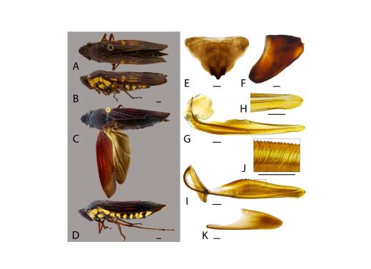 Descubren en Colombia un insecto nunca antes visto y otro que desafía ...