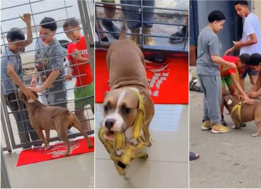 Él es Popy, un perrito viral en redes sociales que es aclamado por sus ...