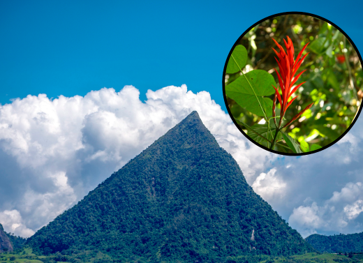 Descubren en Cerro Tusa una planta única en el mundo: la Aphelandra ...