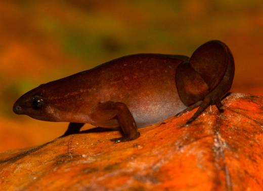 Las nueve especies que se han descubierto este año en el país