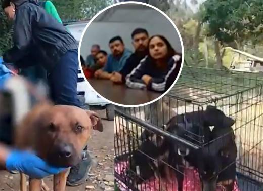 A la cárcel 13 personas por red que organizaba peleas de perros en ...