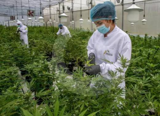 Avanza el nuevo intento por legalizar el cannabis de uso adulto en ...