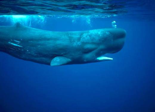 Científicos encontraron una gran fortuna en el estómago de un cachalote