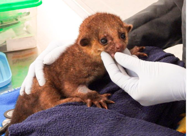 Perro de monte: ¿conoce a este animal que rescataron en el Valle de Aburrá?