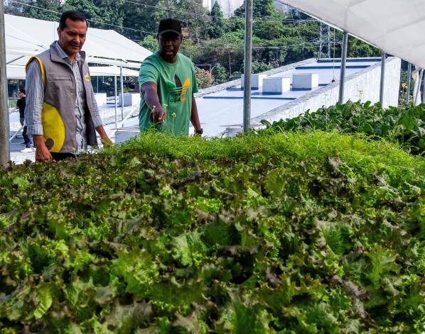 En 37 terrazas de la comuna 13 de Medellín cultivan lechuga, albahaca y ...