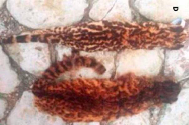 ¡Atención! Nueva especie de felino descubierta en Colombia: El gato de ...
