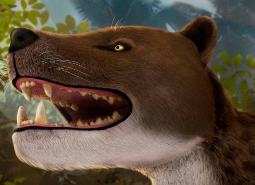 El rey del desierto: nuevo gran carnívoro de hace 30 millones de años ...
