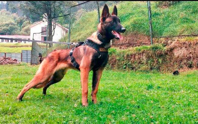 Wilson, el perro rescatista, tendrá su propia estatua; estos son los ...