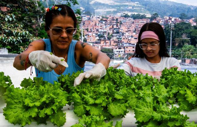 En 37 terrazas de la comuna 13 de Medellín cultivan lechuga, albahaca y ...