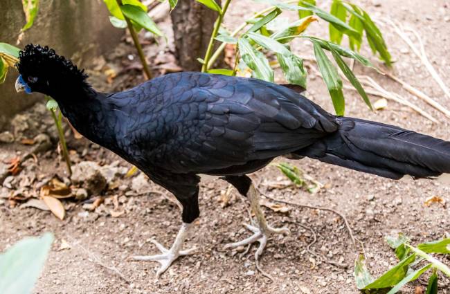 La estrategia para preservar los paujiles de pico azul que se adelanta ...