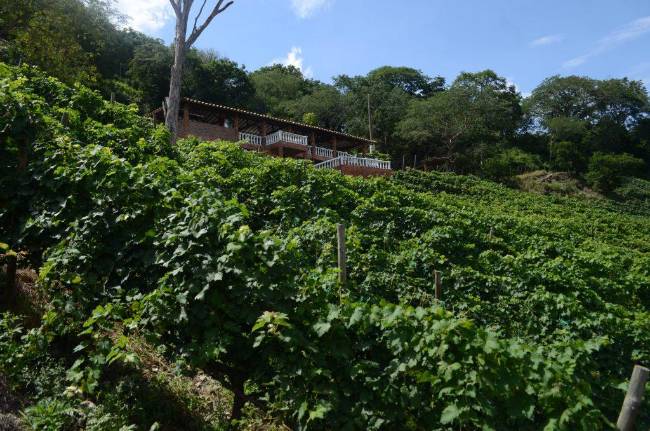 Ruta vinícola en Colombia: conozca la diversidad de vinos del país