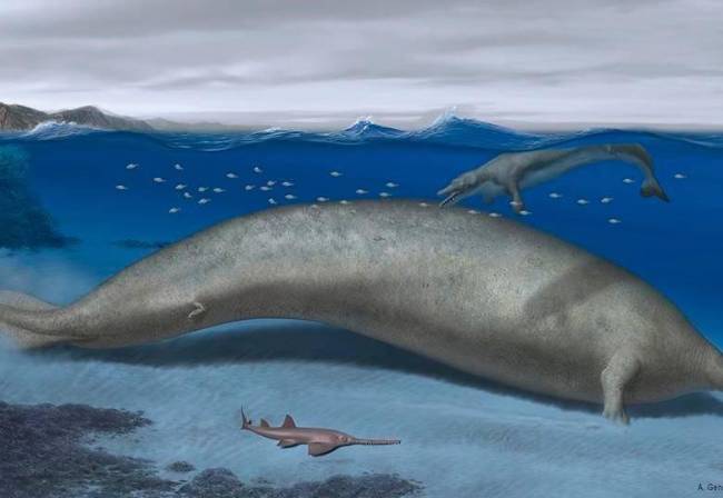 Revelan detalles del animal más pesado que haya existido: una ballena ...