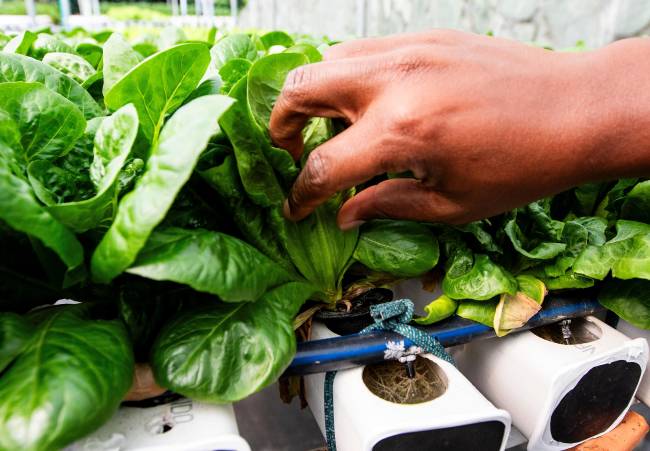 En 37 terrazas de la comuna 13 de Medellín cultivan lechuga, albahaca y ...