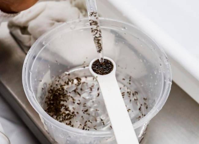 Liberar millones de mosquitos en los barrios permitió a Medellín y al ...