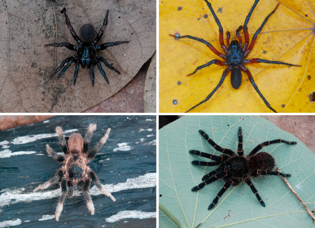 Estudiantes de biología descubrieron cuatro especies de tarántulas en ...