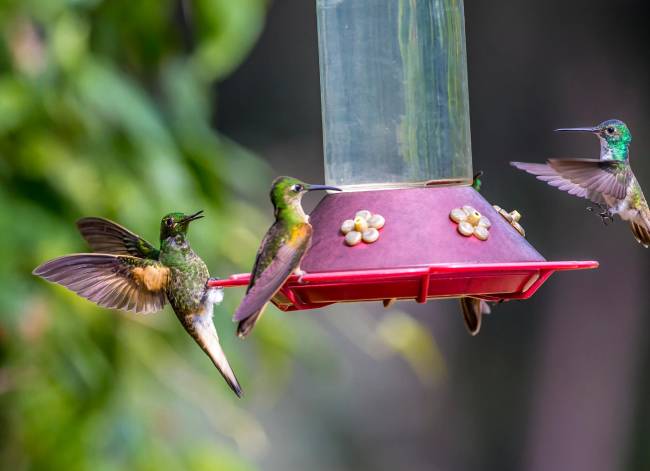 Consejos para atraer colibríes a un balcón